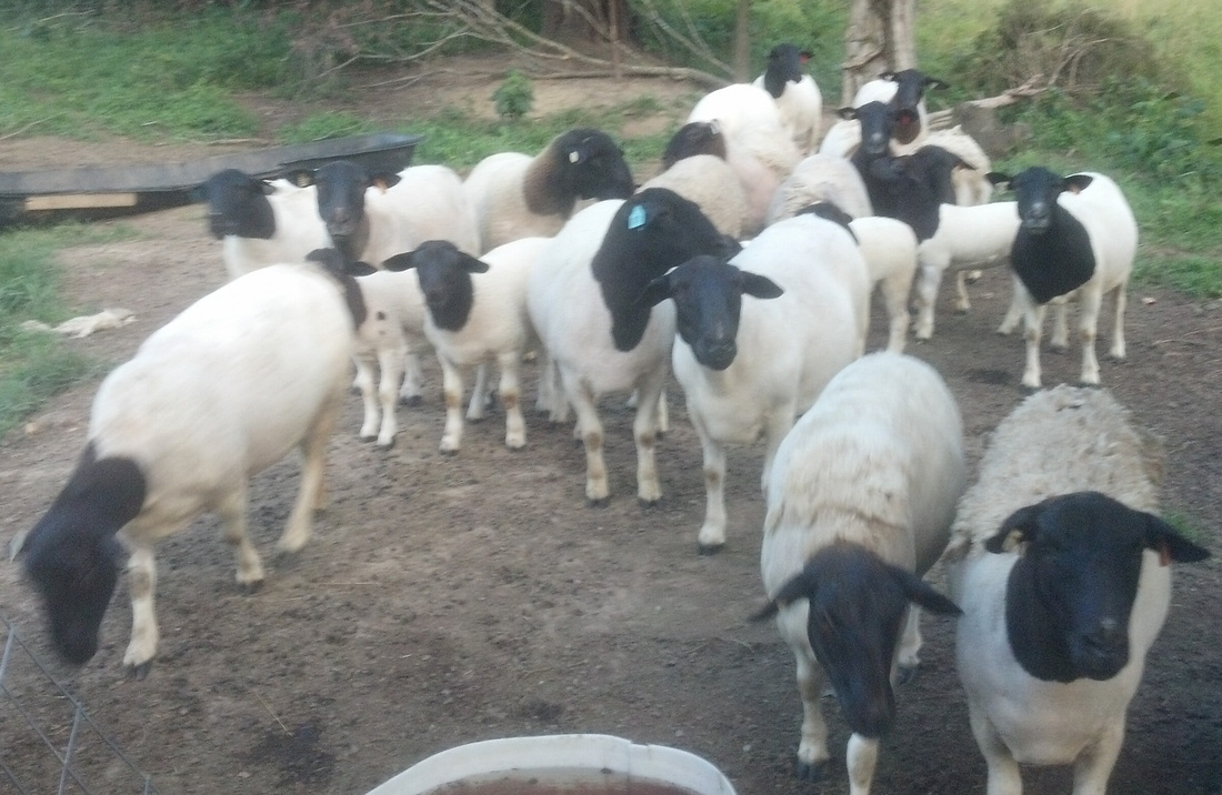 Dorper Sheep - Narrow Gate Farm